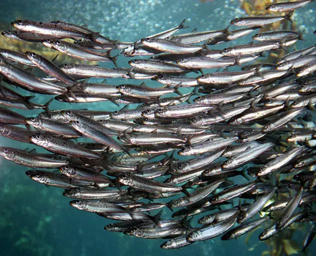 Makrele ist ein kommerzieller Fisch