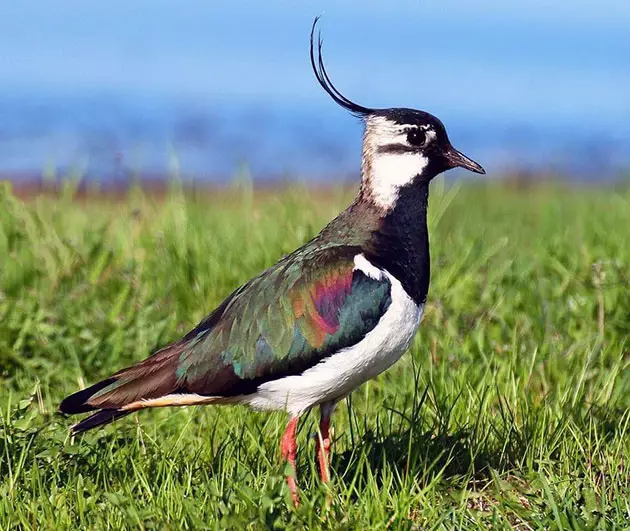 Lapwing पक्षीहरु