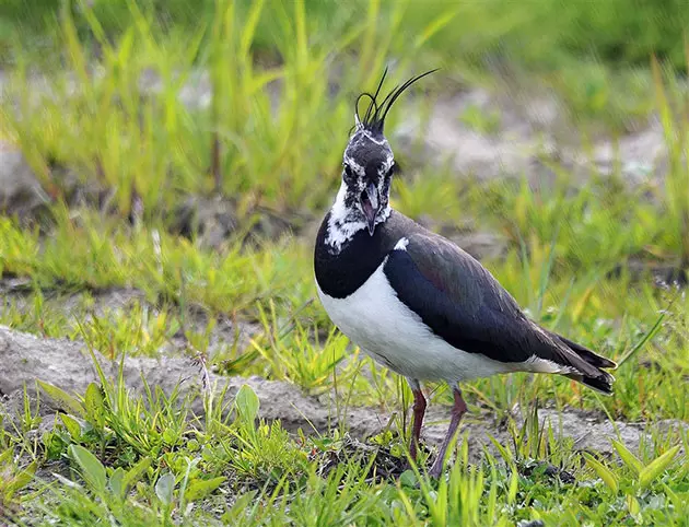 Lapwings १ years बर्ष सम्म बाँच्न सक्छ