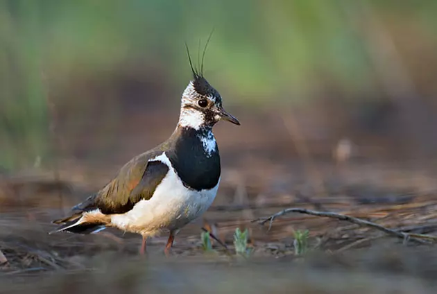 Lapwings हाम्रो ग्रह को लगभग सबै कुनामा पाईन्छ।