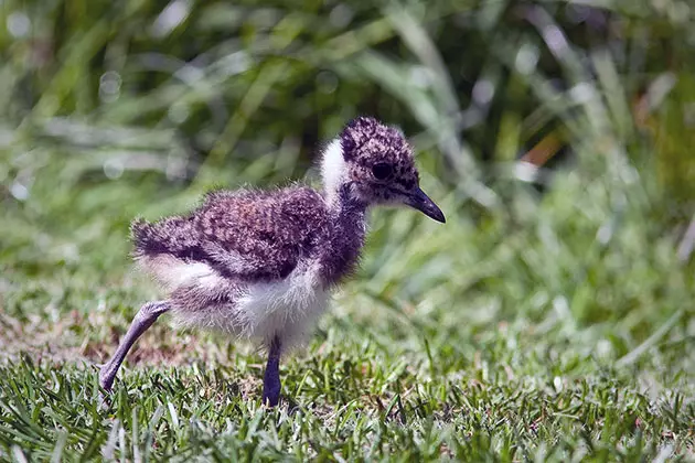 Lapwings बच्चाहरु अनन्त वा प्रारम्भिक गर्मी को अन्त मा देखा पर्दछ