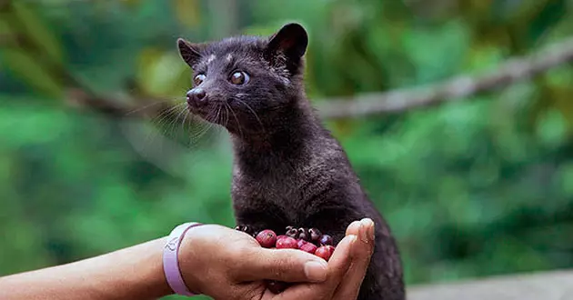 Musang atanapi musang biasa