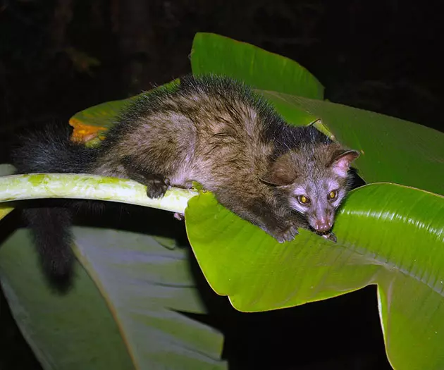 Musang e faʻavasegaina i tolu autu autu: Asia, Sri Lankan, Saute Initia