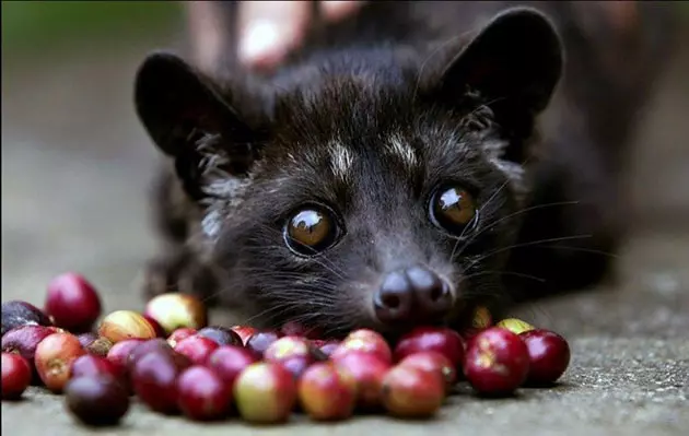 A dieta principal do musang consiste em todos os tipos de frutas.