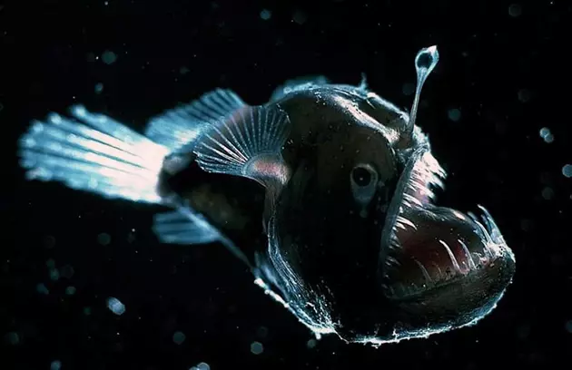 I-Monkfish isasazeke kulo lonke ulwandle olunamanzi.