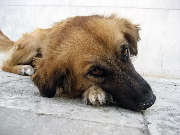 Kidney disease in a dog