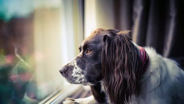 Esimese neeruhaiguse kahtluse korral tuleb teie koer veterinaarkliinikus üle vaadata.