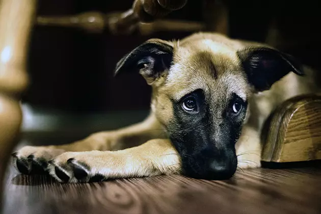 Anjing anu ngagaduhan panyakit ginjal kedah nuturkeun diet anu ketat.