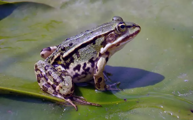 科學家認為，大多數青蛙的壽命不超過 10 年，但有些物種的壽命長達 30 年。