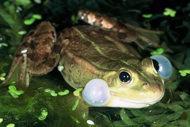 迄今為止，已知的青蛙種類超過半千種。