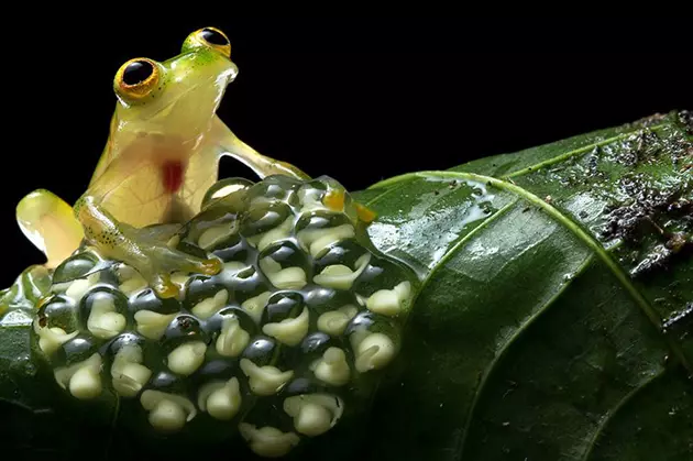 W tropikach żaby rozmnażają się w porze deszczowej, a wiosną w umiarkowanych szerokościach geograficznych.
