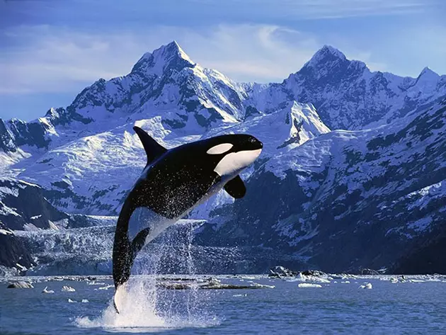 Orka (łac. Orcinus orca)