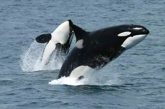 O número de orcas é mal compreendido, pois elas ficam longe dos humanos.