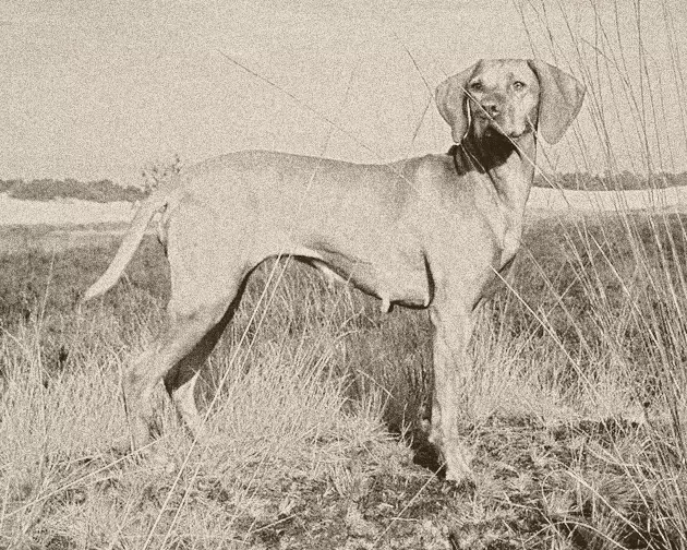 Hongariana vizsla na polisy