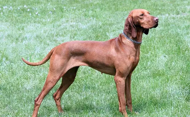 Hungarian vizsla has a toned and developed body