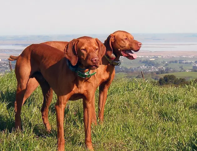 Ny vizsla hongroà dia tsy dia mampino loatra ary vetivety dia mifanaraka amin'ny fepetra rehetra