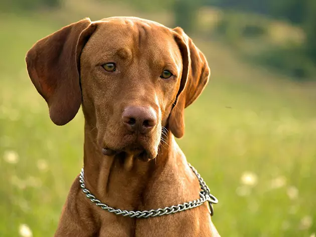 Hungarian Pointing Dog hat poerbêste immuniteit