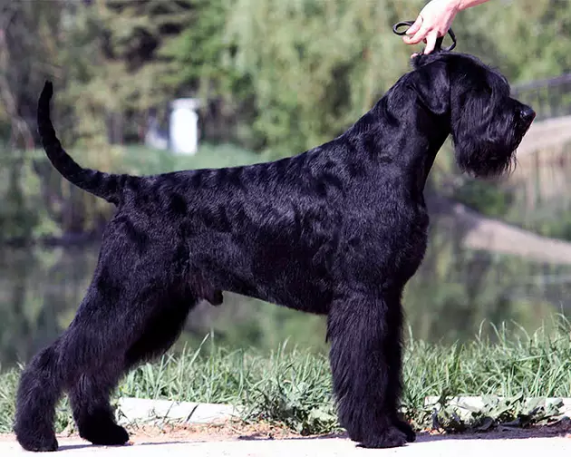 O Schnauzer xigante é unha copia exacta dos seus irmáns pequenos chamada Zwerkschnauzer e Mittel Schnauzer