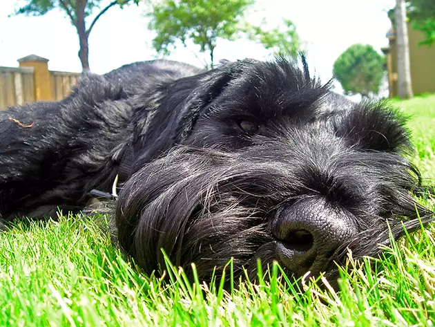 Schnauzers kubwa zina mahitaji makubwa ya kuingia kwenye maonyesho, kwa hivyo fikiria hii wakati unununua mtoto wa mbwa