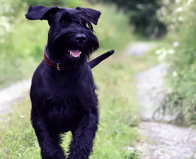 Giant Schnauzers ni mbwa wa kirafiki na wenye bidii na psyche ya utulivu