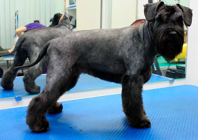 Yün va ko'zni parvarish qilish - Gigant Schnauzerga g'amxo'rlik qilishning asosiy va muhim jihatlari