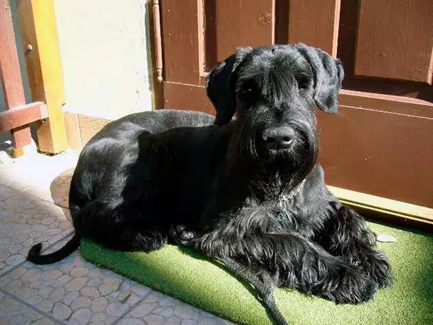 Giant Schnauzer inahusika na aina fulani za magonjwa, kwa hivyo ipeleke kwa daktari wako wa mifugo mara kwa mara.