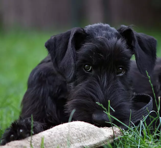 Ao mercar un Schnauzer xigante, asegúrese de ter os documentos necesarios e inspeccione a súa futura mascota