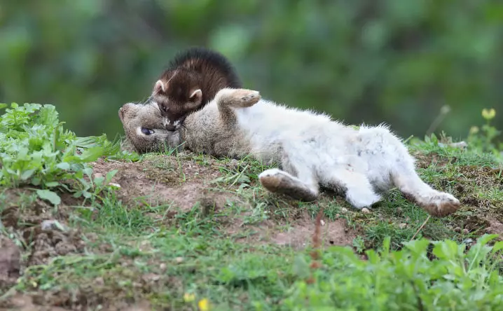 O le ferret o se manu feʻai, o le vaega autu o ana meaʻai o aano o manu