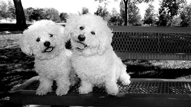 Bichon Frise