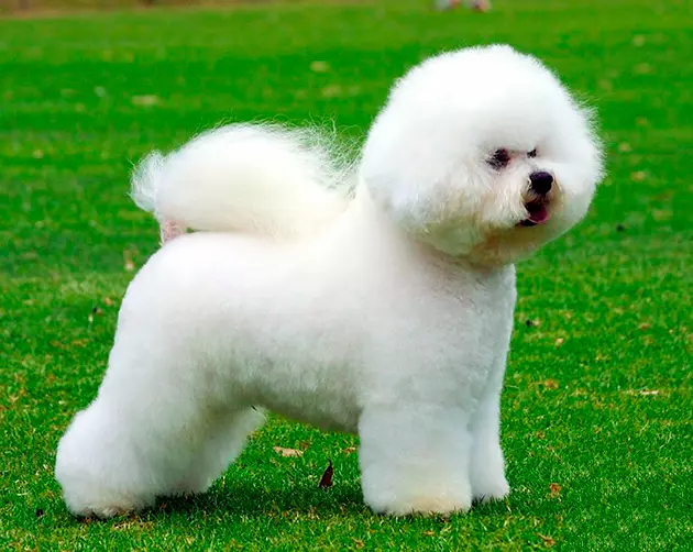 Bichon can be classified as decorative and companion dogs.