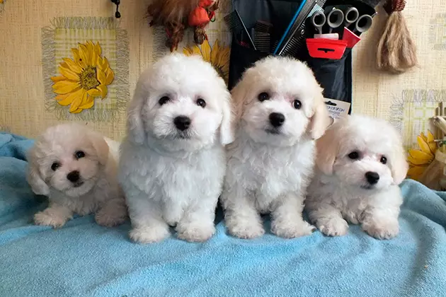 The Bichon Frize should be active and its coat should look good.