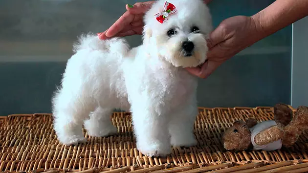 Bichon Frise is uitstekend om in 'n stedelike omgewing te woon