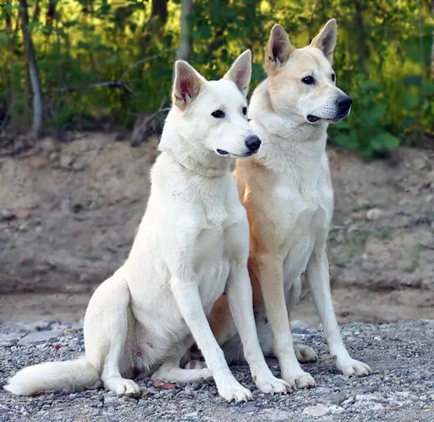 Le caractère du chien de Canaan est assez complexe en raison des lointains ancêtres du désert.