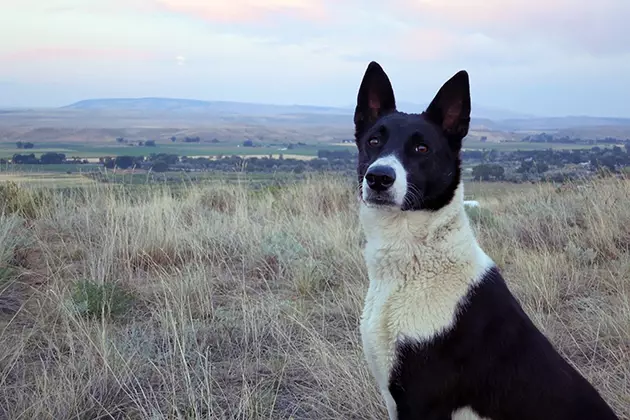 Le chien de Canaan est très actif et nécessite une activité physique adéquate.