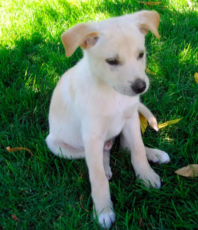 Les propriétaires de chiens cananéens sont très positifs à propos de la race.