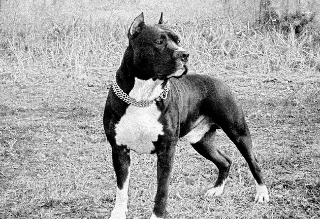 Staffordshire terrier