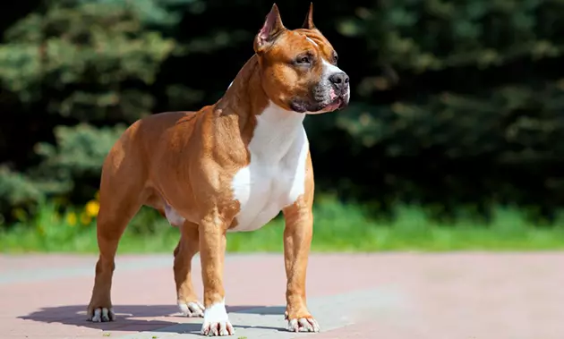 Staffordshire Terrier wuxuu leeyahay jidh aad u fiican iyo jir dhisan.