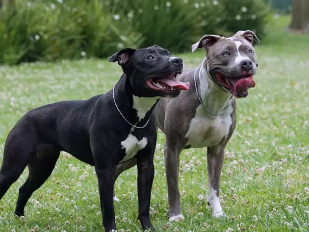 Staffordshire Terrier no té pretensions en la preparació i no crearà problemes per al propietari