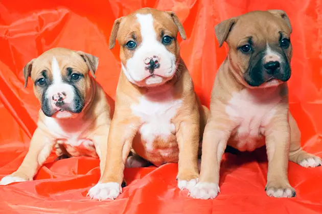 Lebih baik membeli Staffordshire Terrier di kandang khusus