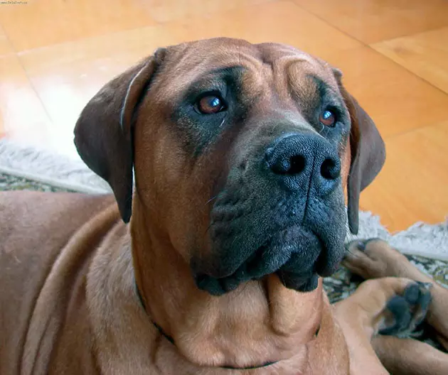 Le Mastiff japonais est un chien incroyablement doux et gentil, mais nécessite un entraînement soigneux.