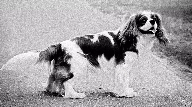 Cavalier king charles španijel