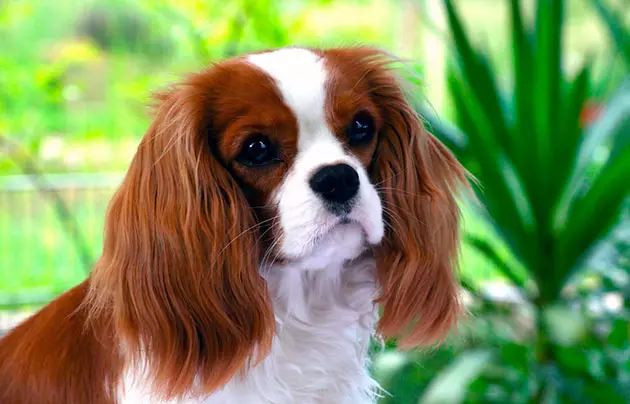 Toen deze honden in de 20e eeuw aan populariteit wonnen, werden ze vaste klanten op tentoonstellingen.