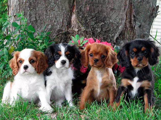 Cavalier King Charles Spaniels tuaj nyob hauv plaub xim los ntawm tus qauv tsiaj.