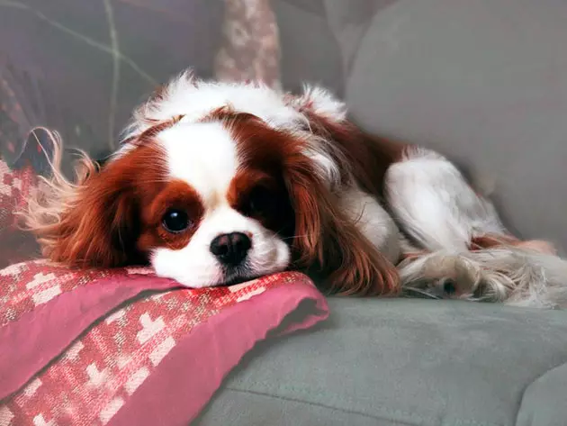 Speranța de viață a unui Cavalier King Charles Spaniel, cu o îngrijire adecvată, poate depăși zece ani