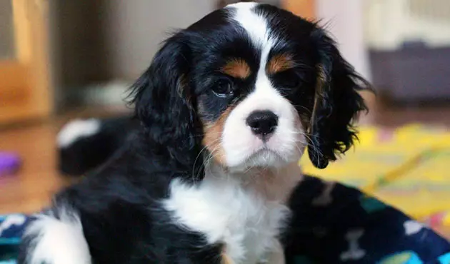 Cavalier King Charles Spaniel la malad, tankou lòt chen, kidonk pa bliye detanzantan montre bèt kay ou bay veterinè a