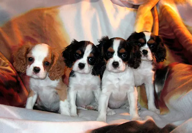 Ua ntej yuav Cavalier King Charles Spaniel, koj yuav tsum txheeb xyuas tus menyuam thiab paub tseeb tias yav tom ntej tsiaj tsis muaj kev txawv txav hauv caj ces.