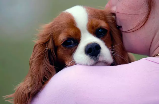 Cavalier King Charles Spaniels yo enfiniman rete fidèl a mèt yo