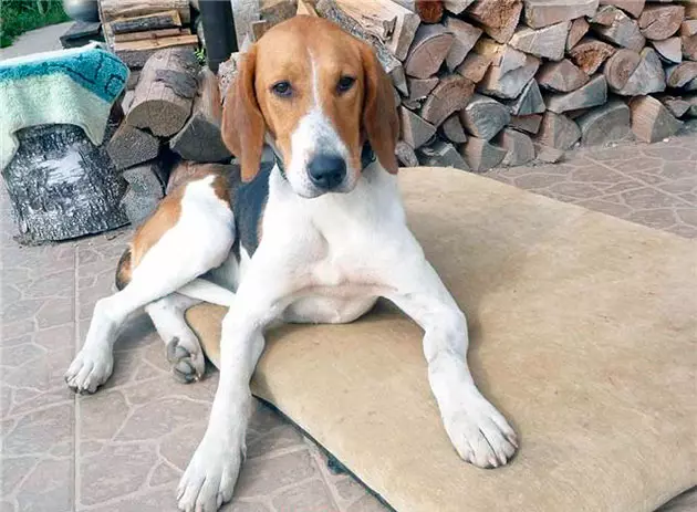 Nalika njaga hound piebald Rusia, sawijining titik penting diwenehake kanggo kompilasi diet pet sing kompeten