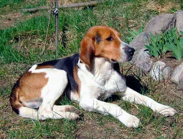 Russian piebald hounds have strong immunity and if you follow the rules of keeping, then health problems rarely arise.