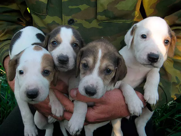 هنگام خرید یک سگ شکاری روسی ، بر هدف خرید تمرکز کنید: نمایشگاه ها ، برای خانه یا شکار